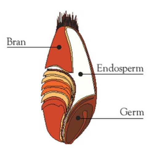 Wheat Grain Structure