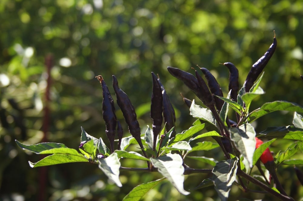 Types of Peppers ⋆ 100 Days of Real Food
