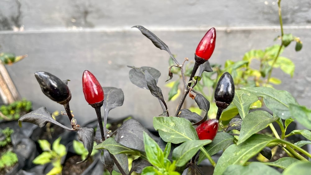 Types of Peppers ⋆ 100 Days of Real Food