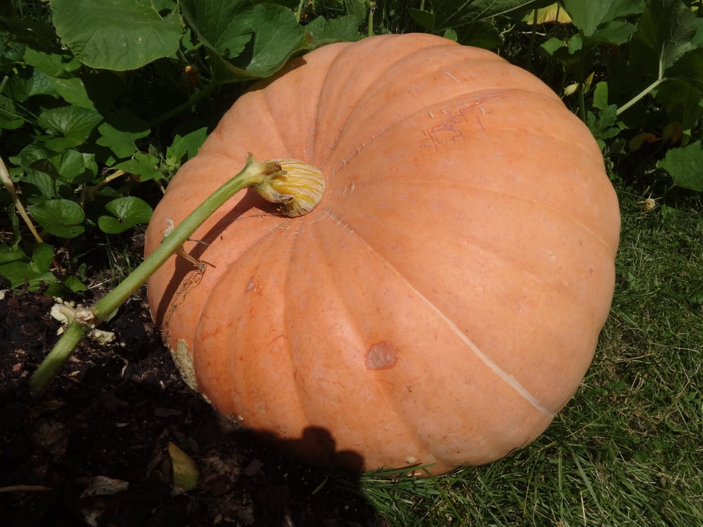 Types of Pumpkins ⋆ 100 Days of Real Food