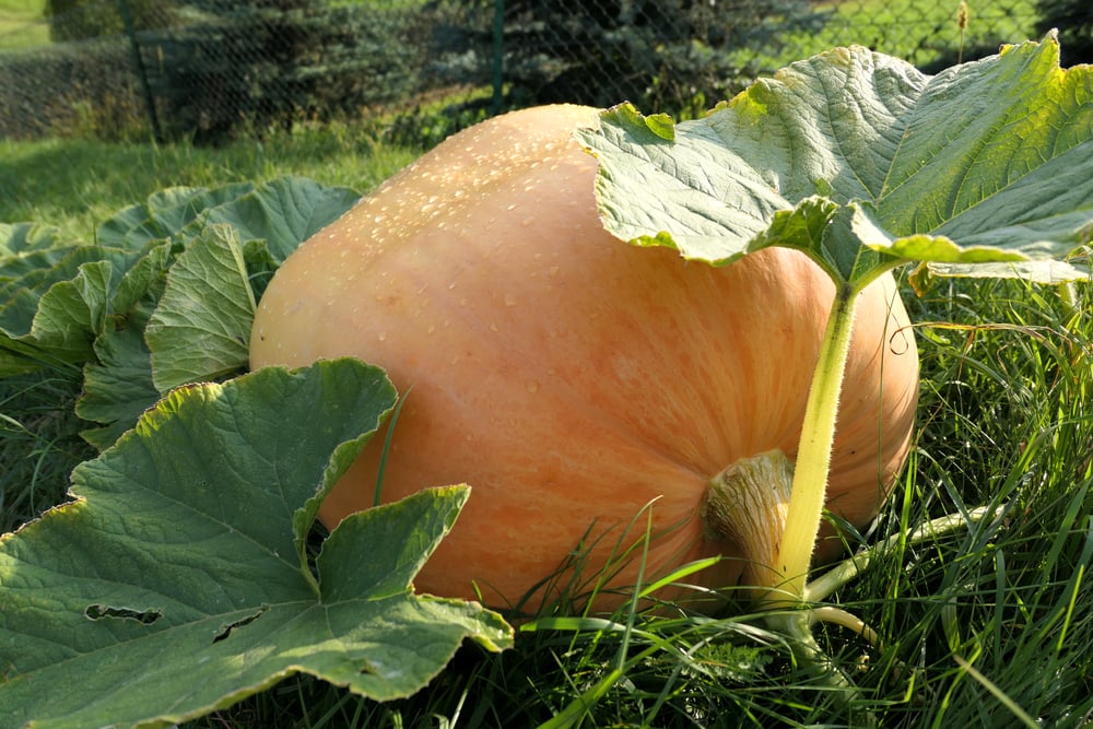 Types of Pumpkins ⋆ 100 Days of Real Food