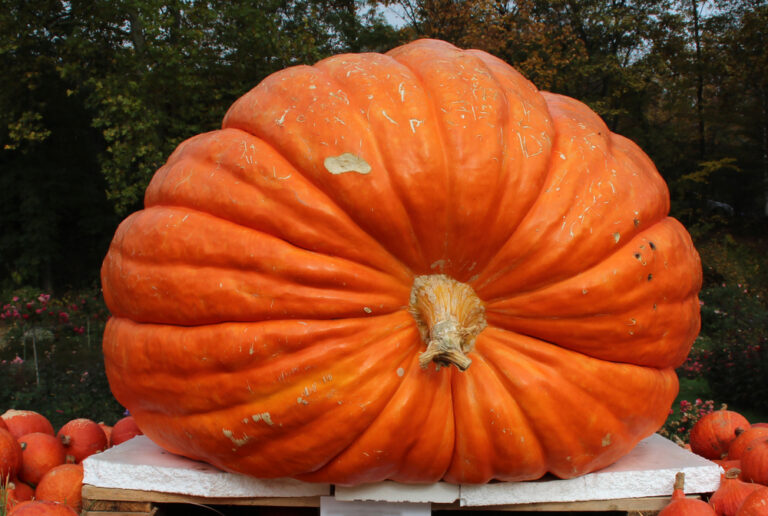 Types of Pumpkins ⋆ 100 Days of Real Food