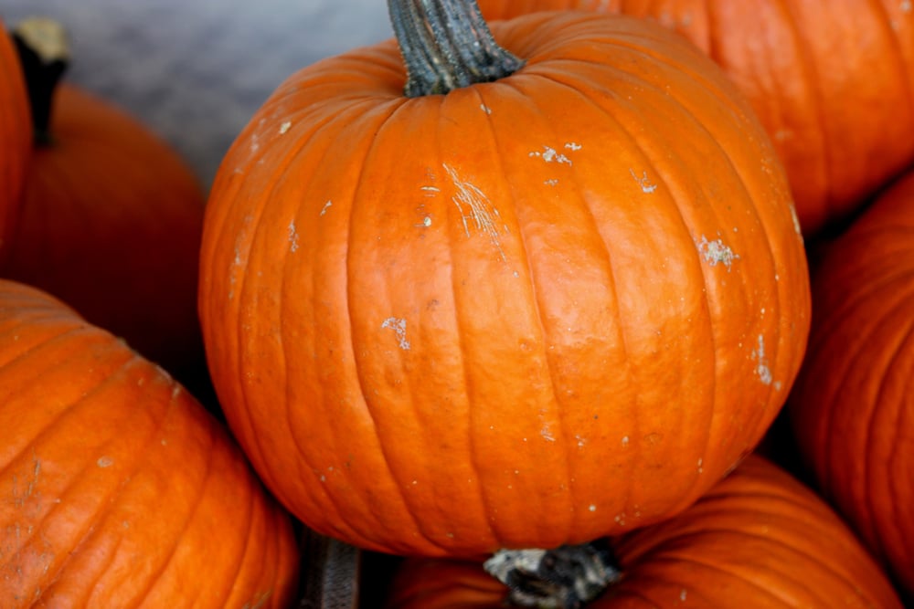 Types of Pumpkins ⋆ 100 Days of Real Food