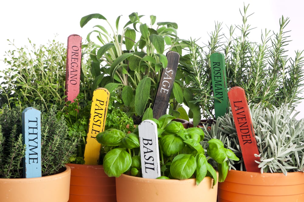 Types of Herbs and How to Use Them ⋆ 100 Days of Real Food