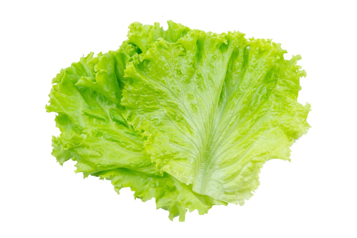 Types of Lettuce ⋆ 100 Days of Real Food