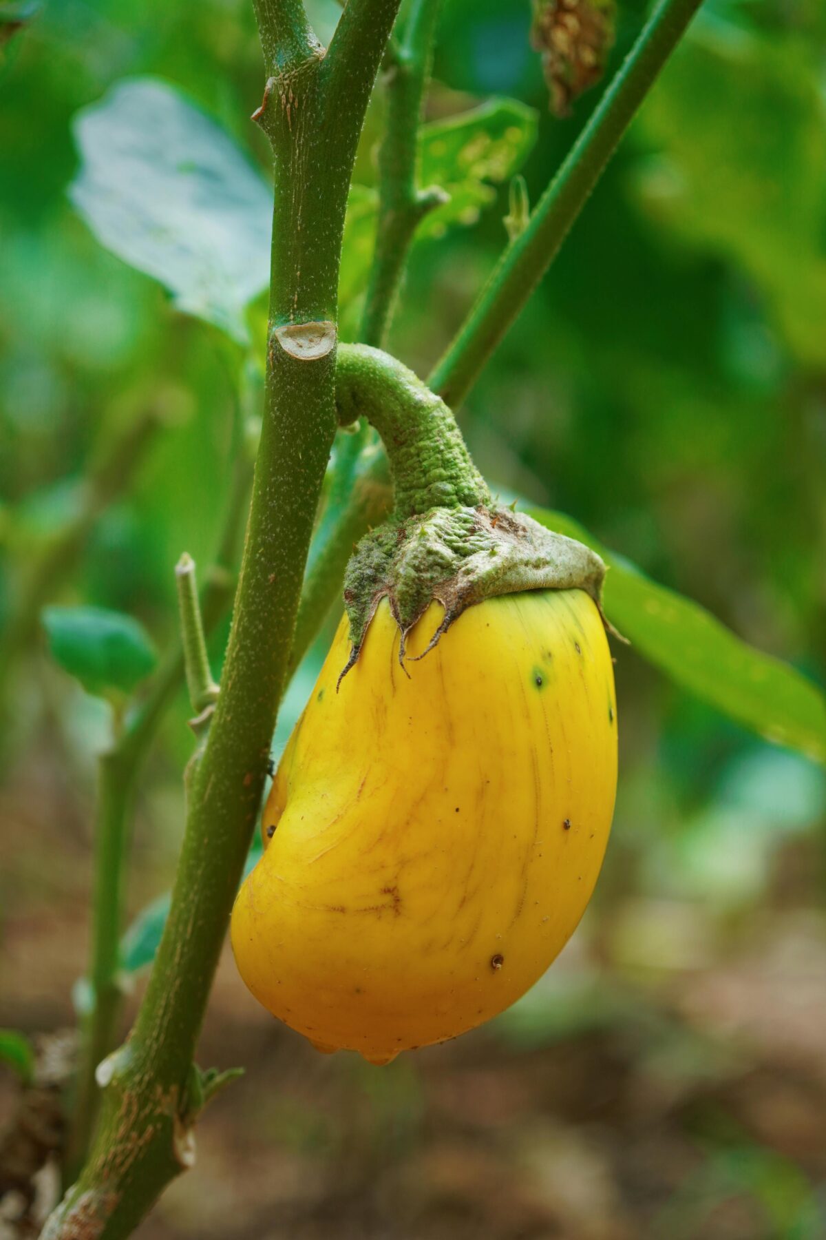 Yellow Fruits ⋆ 100 Days of Real Food